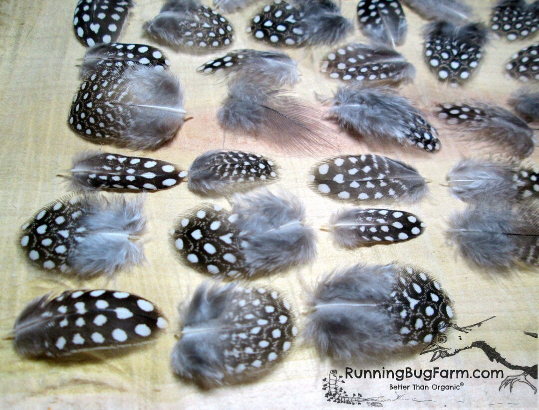 Cruelty Free MINI Guinea Fowl Feathers Real Small Loose Bird Feathers ...