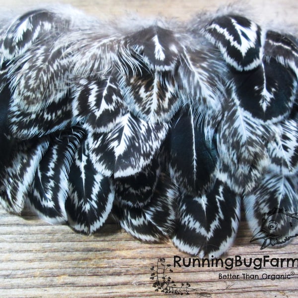 Zebra Feathers - Etsy