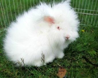 Angora Rabbit Fur - Etsy