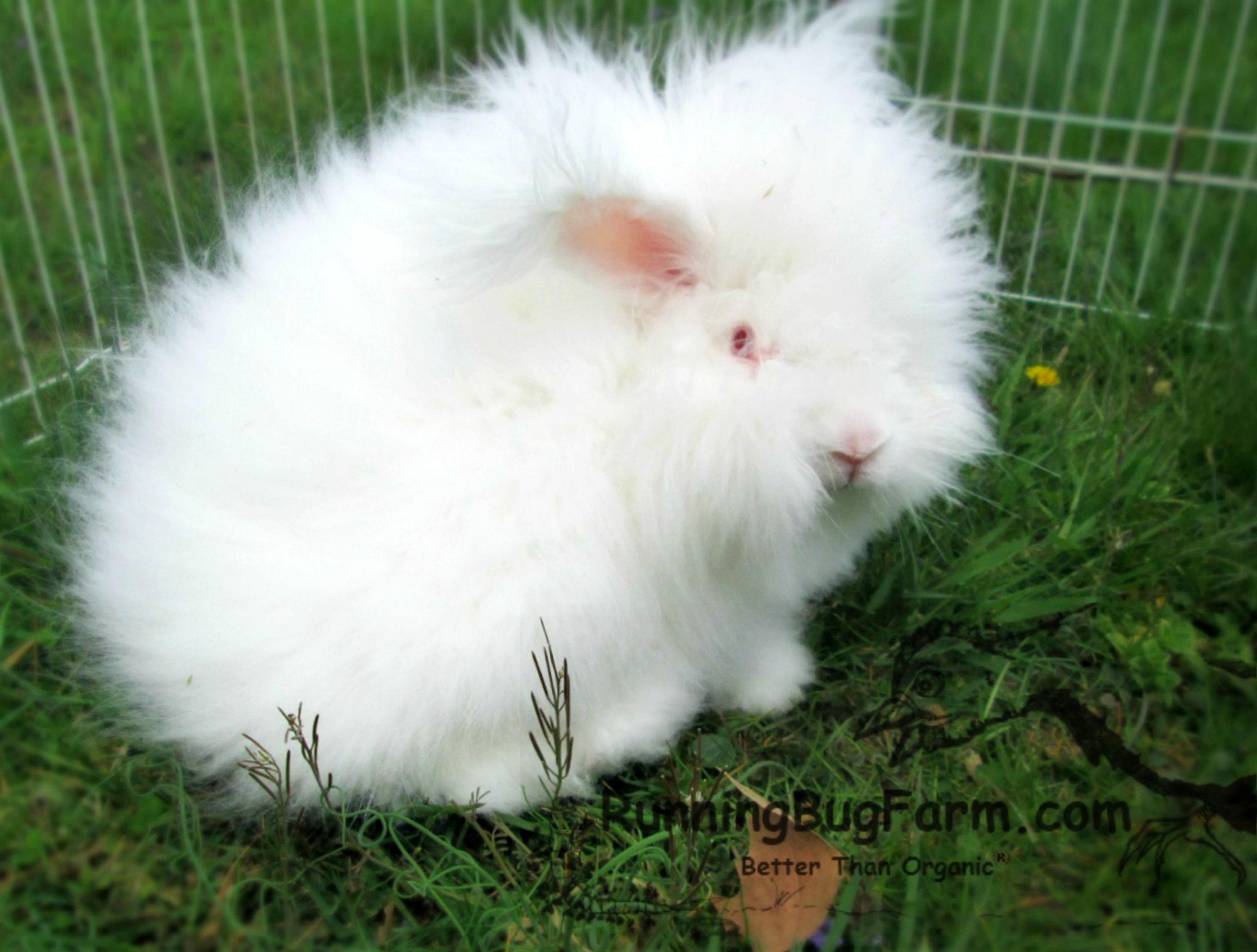 English Angora Bunny