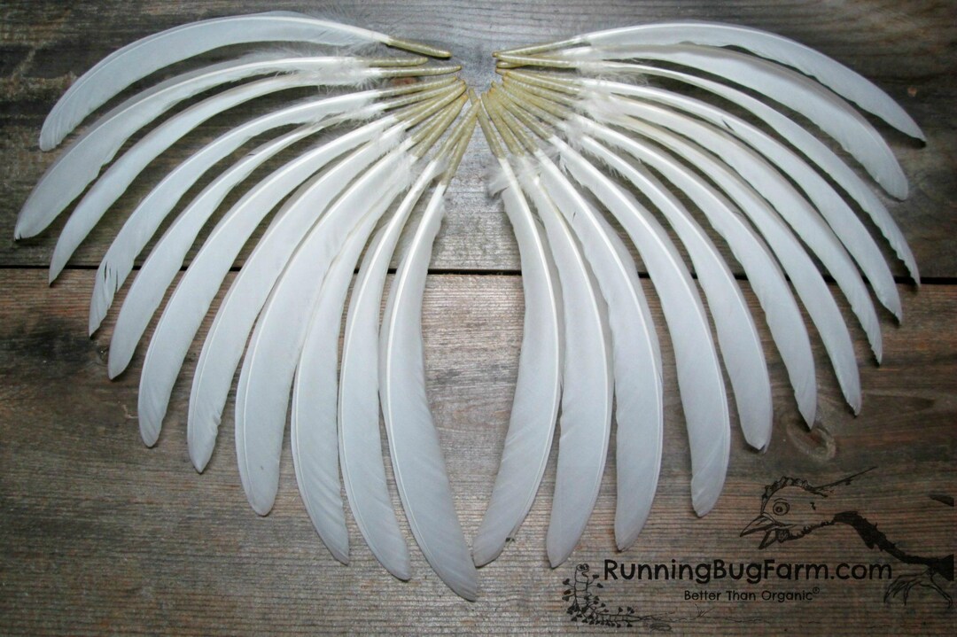 Right and Left Primary White Rooster Wing Feathers for Crafts From ...