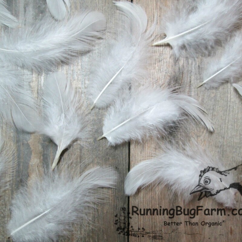 Rooster Feather - Etsy
