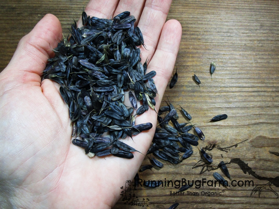 Natural Dyers Woad Seeds Chemical Free Organic Grow Blue Plant Based ...