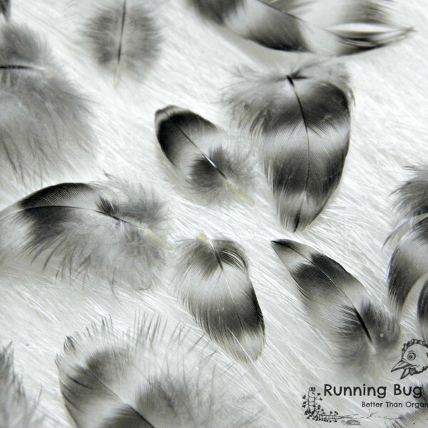 Real Bird Feathers - Etsy