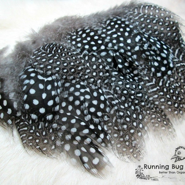 Polka Dot Bird - Etsy