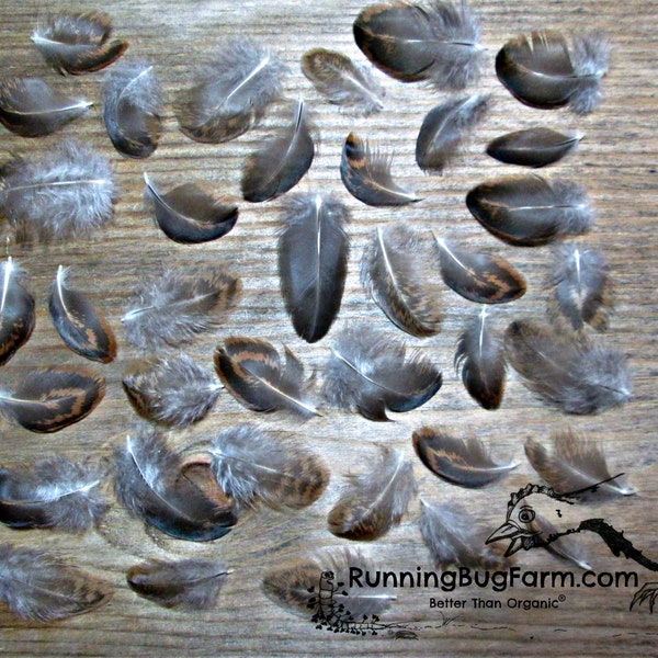 Tiny Feathers - Etsy