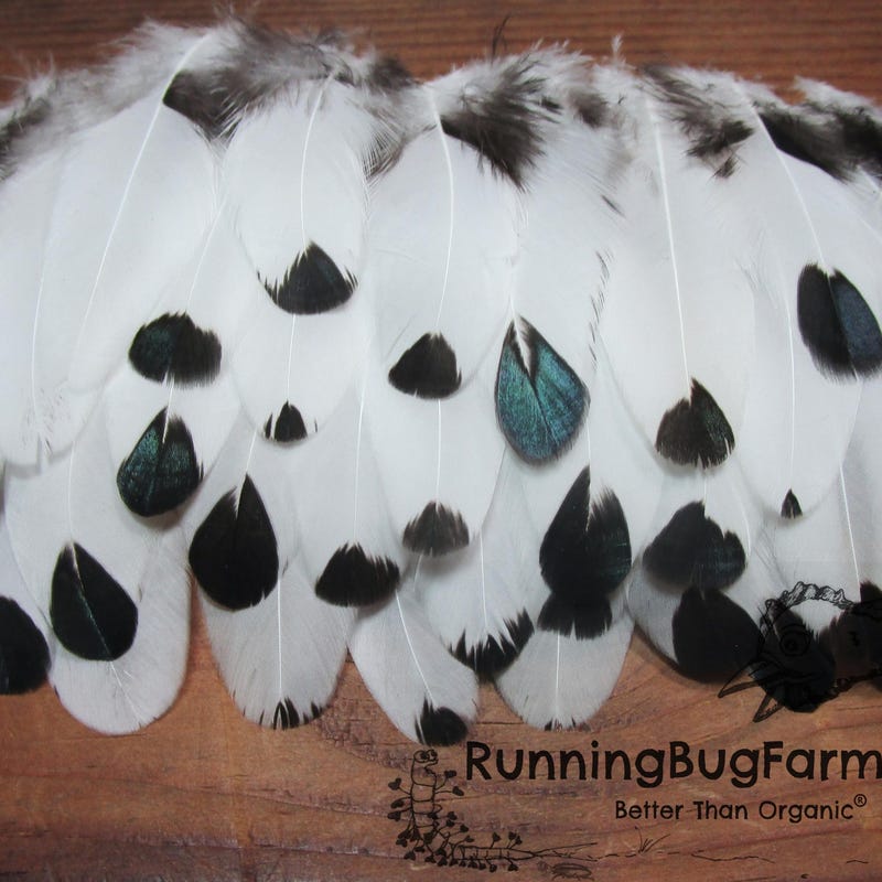 RunningBugFarm - Etsy
