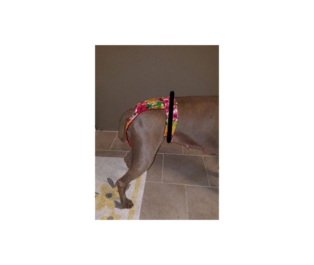 A1 Paradise Panties, T-back Style- Seasonal Britches for Female Dogs ...