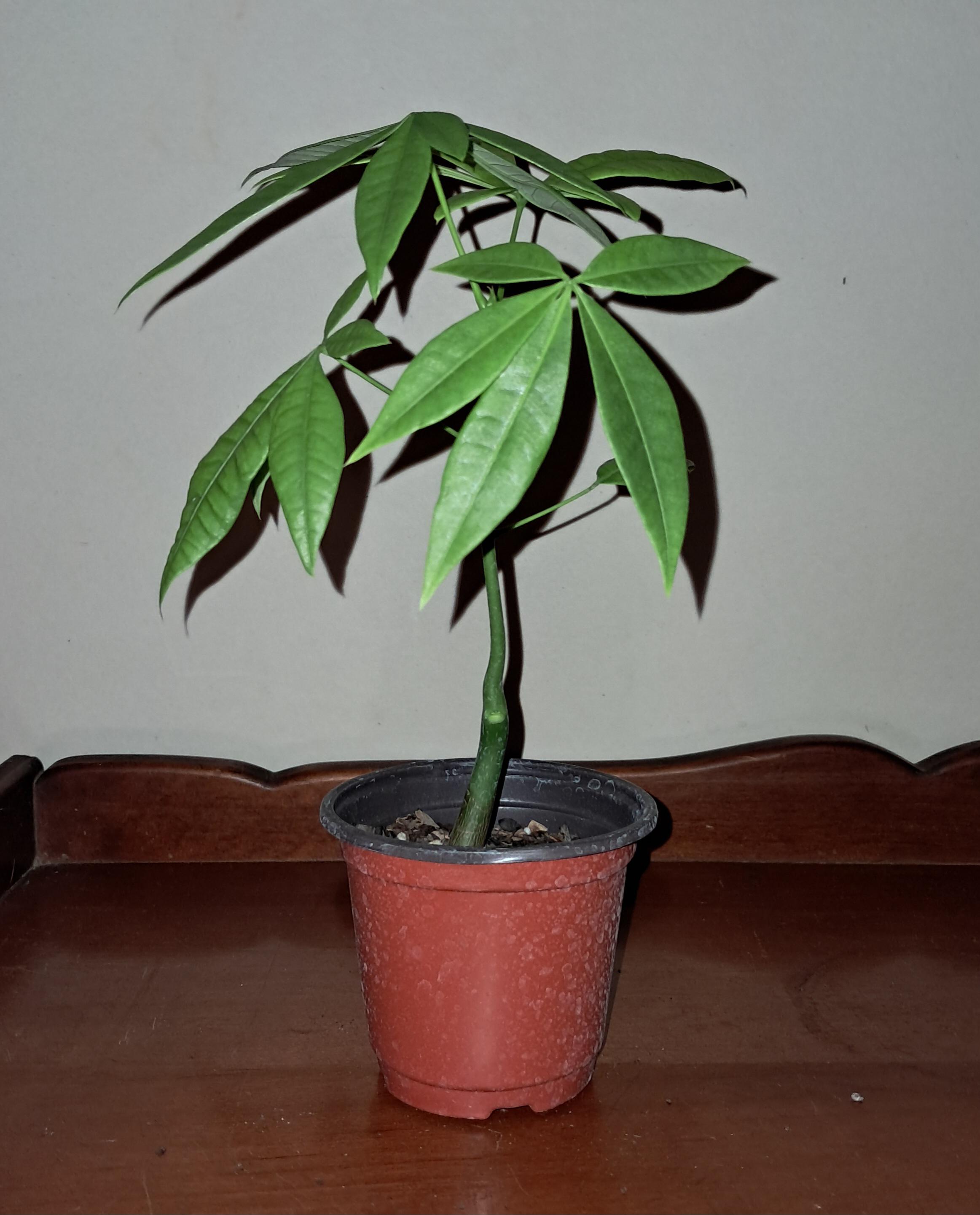 Money Tree Sprouts - Rooted in 4" Pots - Etsy