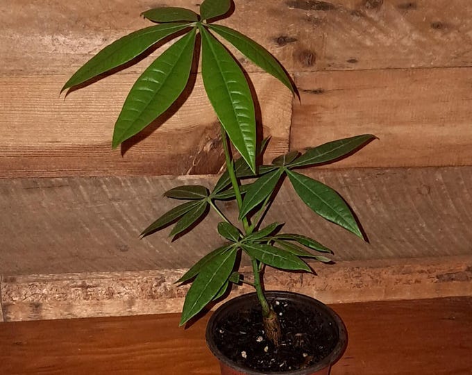 Money Tree Sprouts - Rooted in 4" Pots - Etsy