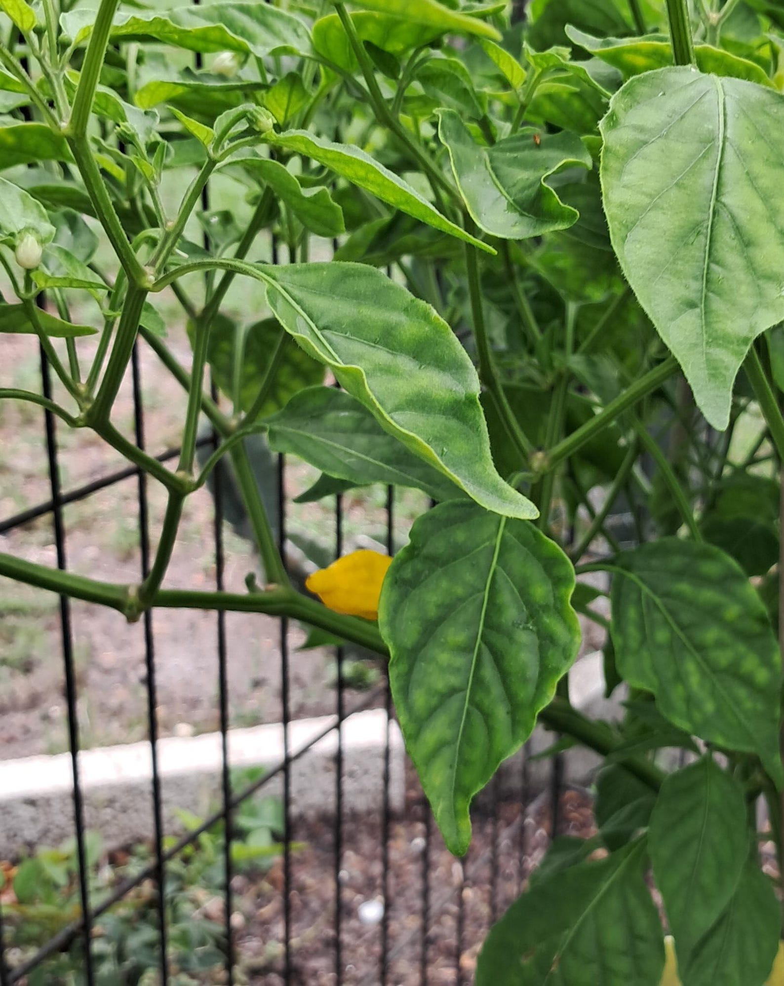 15 Lemon Drop Hot Pepper Seeds - Etsy