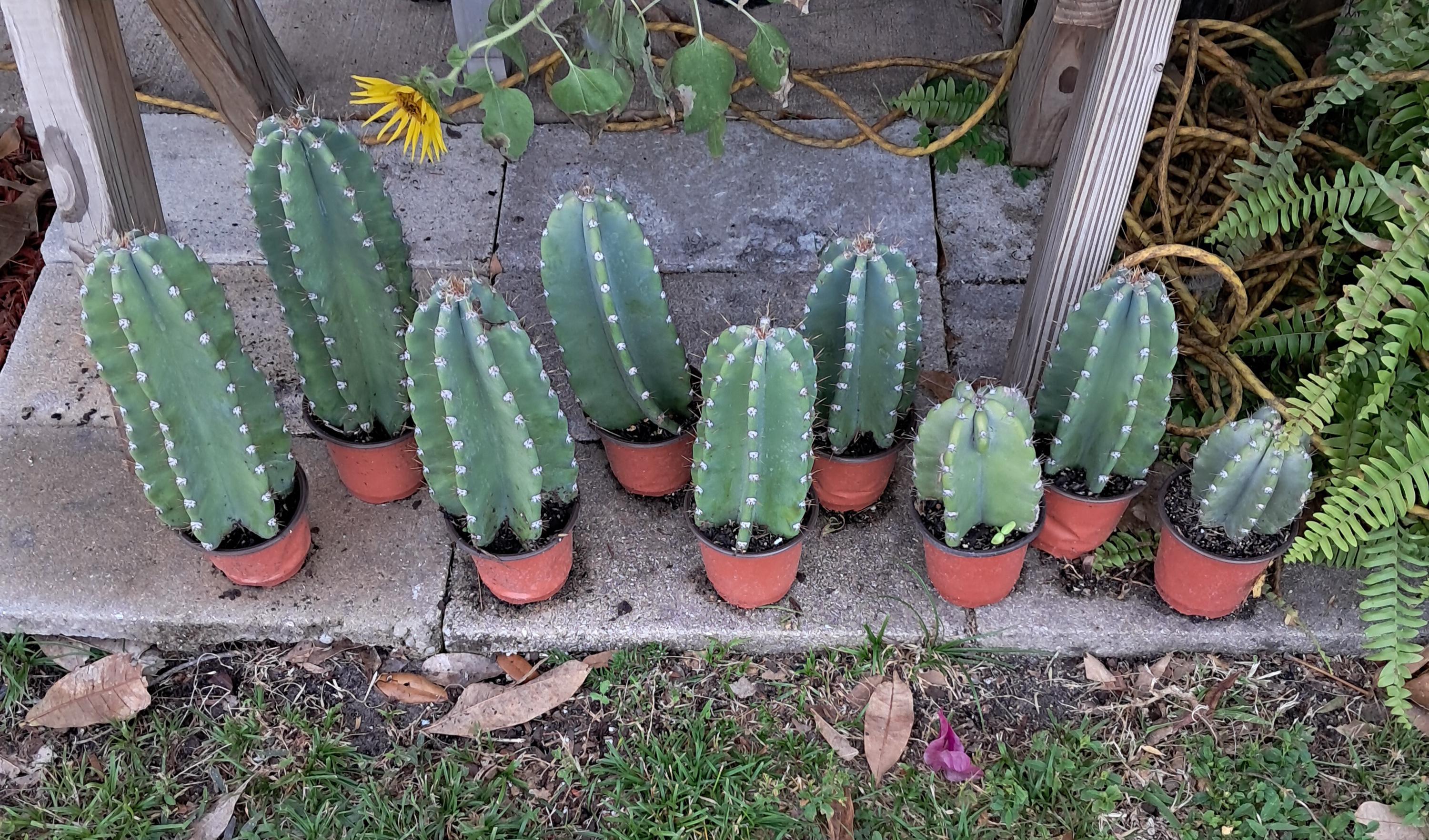 Peruvian Apple Cactus - Etsy