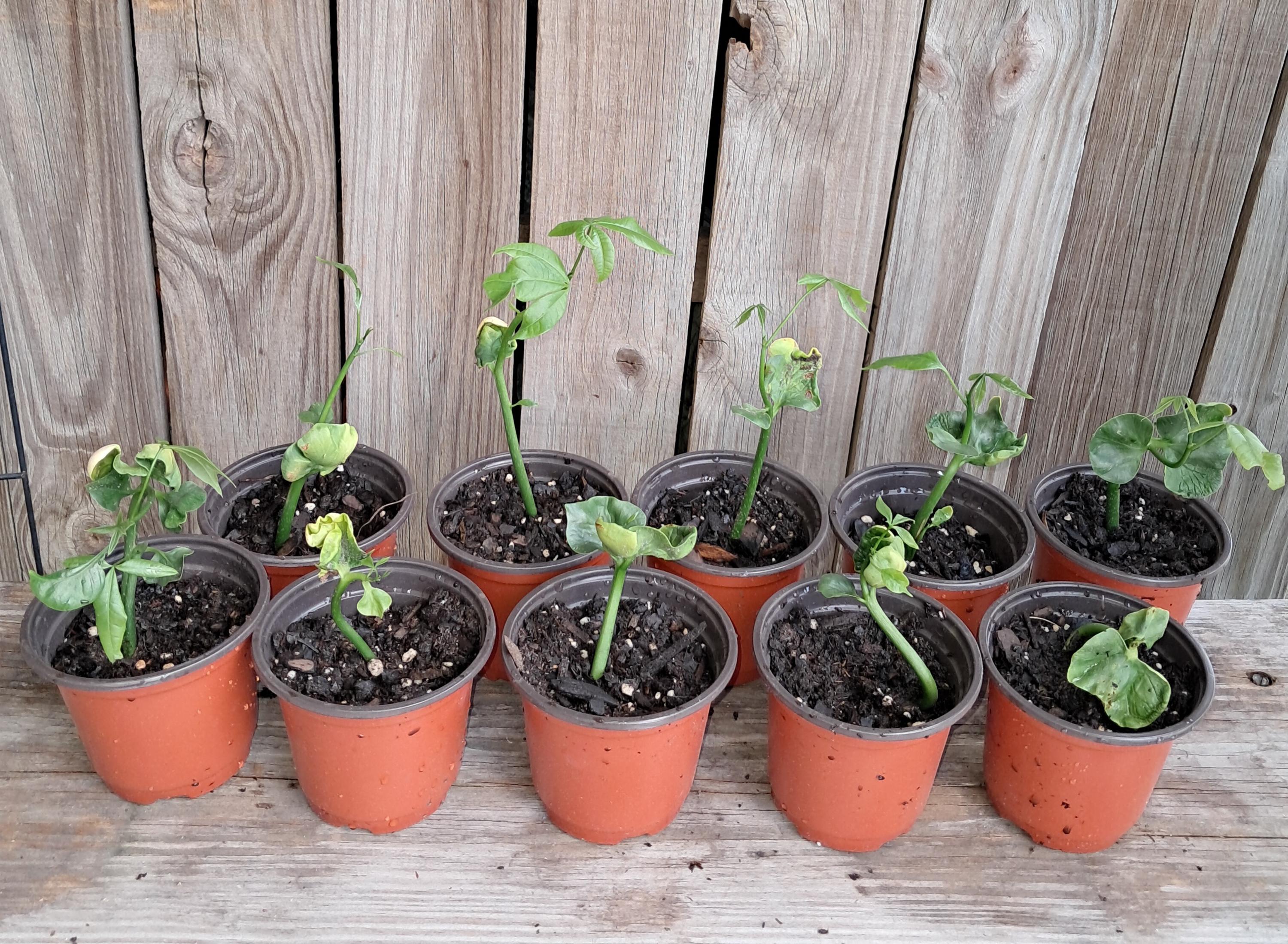 Money Tree Sprouts - Rooted in 4" Pots - Etsy