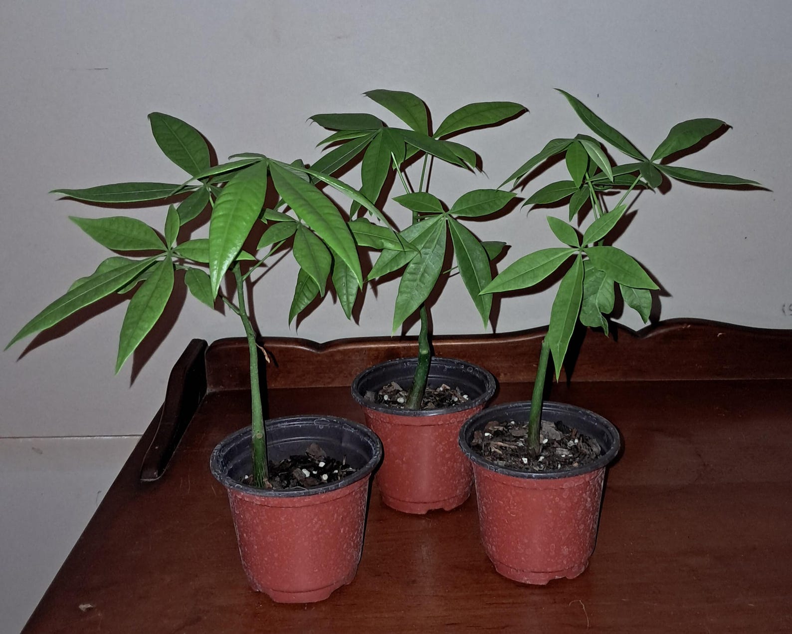 Money Tree Sprouts - Rooted in 4" Pots - Etsy