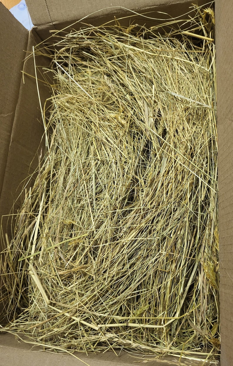 Organic Timothy Hay-1 Lb for Small Pets - Etsy