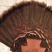 MOUNTED TURKEY FEATHER Fan, Pa Turkey Feathers,wood Mounted Turkey Fan ...
