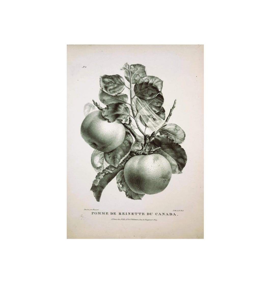 Canadian Reinette Apple, Lithograph by François Noël (1784-1852), Pomme ...