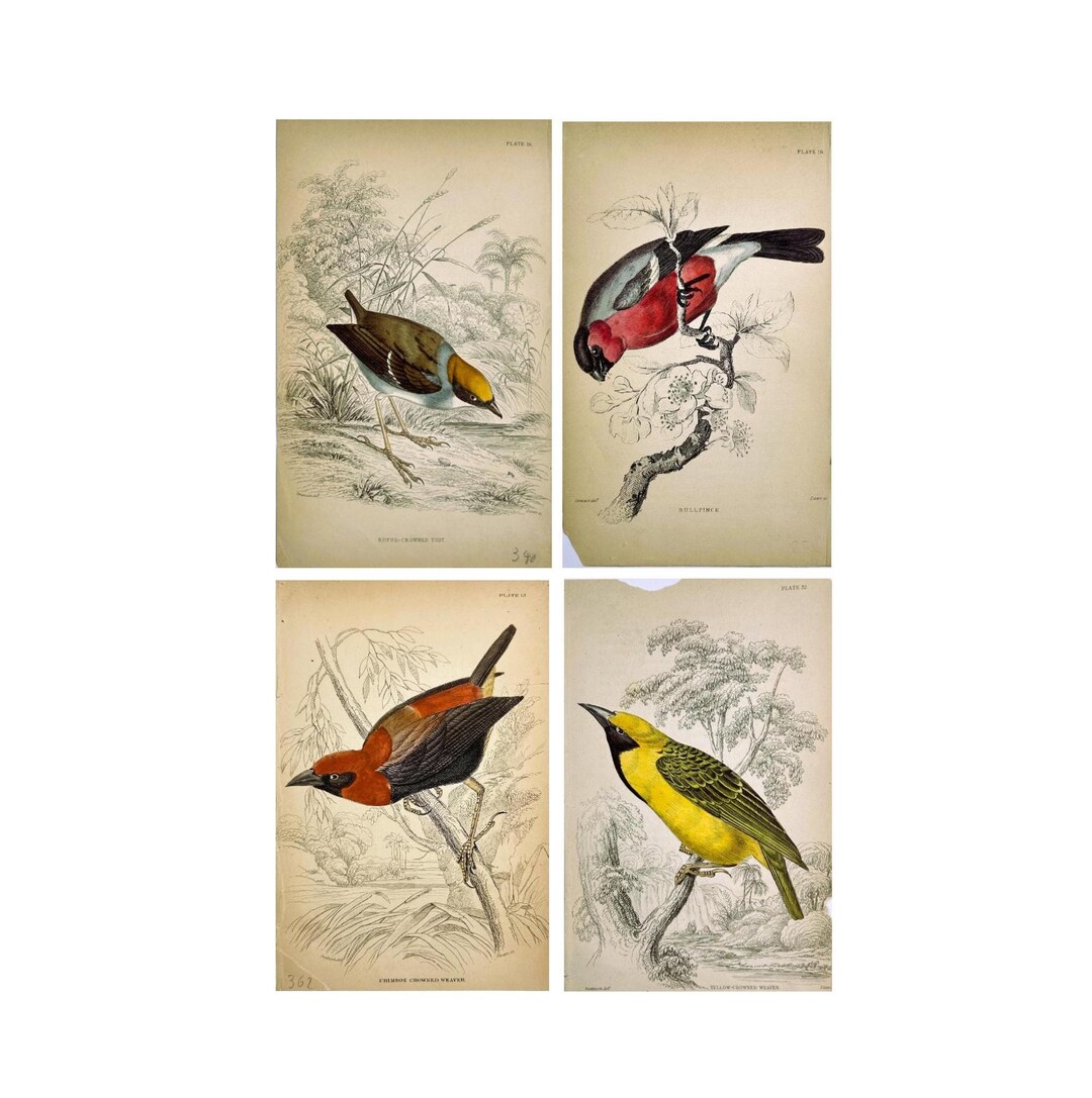 Four Birds Color Lithographs From the Naturalist’s Library by Sir ...