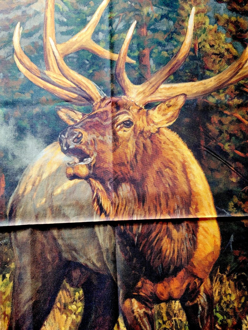 Fall Challenge Elk Bugling Bull Elk Attract Female Elk Defends ...