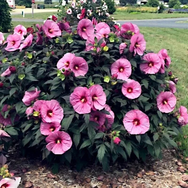 20 Pink Swamp Mallow Rose Seeds large Flower Hardy Hibiscus Fast Garden ...