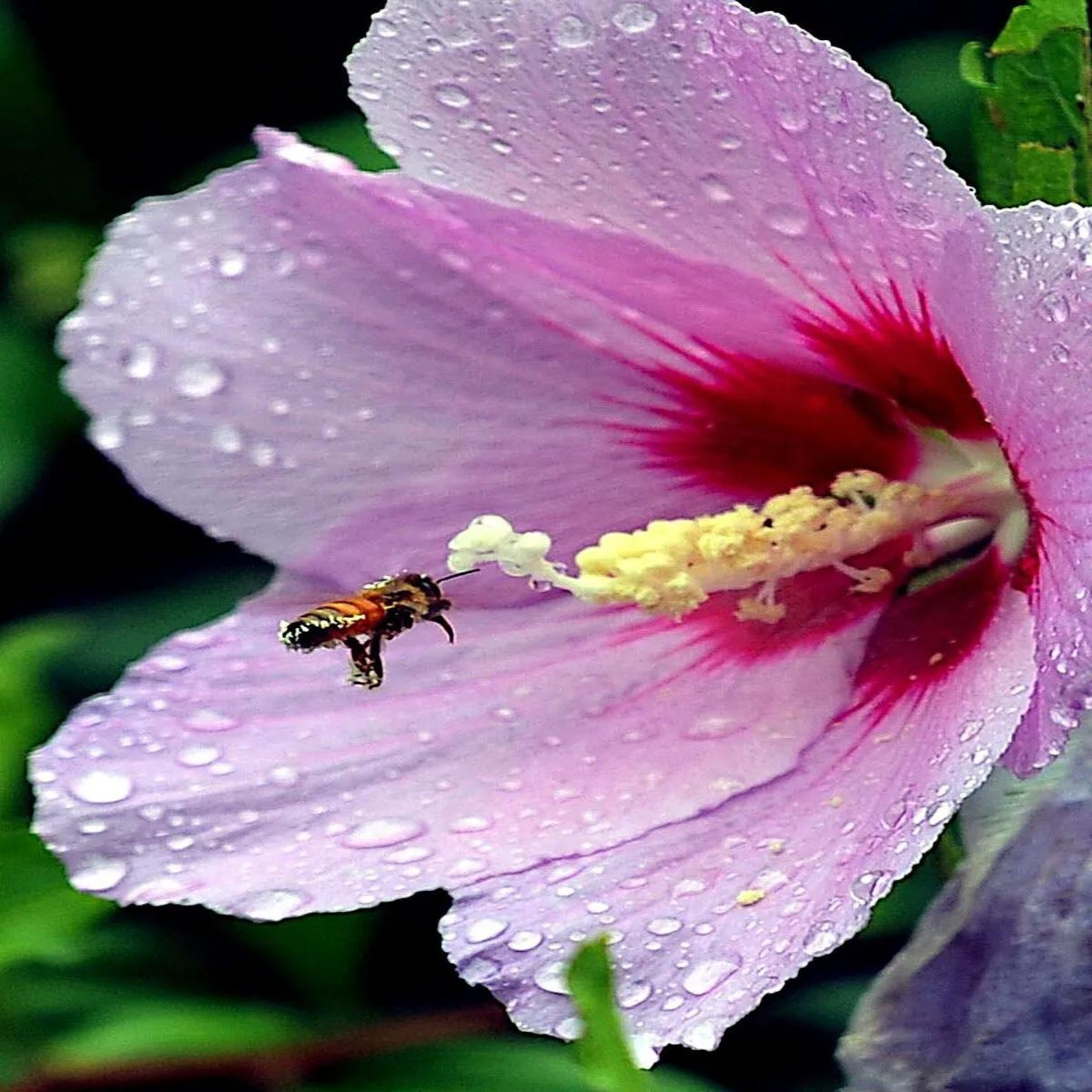20 Pink Swamp Mallow Rose Seeds large Flower Hardy Hibiscus Fast Garden ...