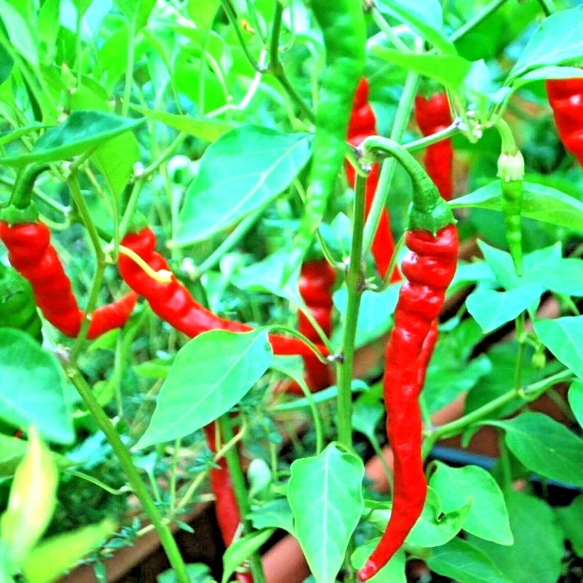20 Pink Swamp Mallow Rose Seeds large Flower Hardy Hibiscus Fast Garden ...