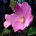 20 Pink Swamp Mallow Rose Seeds large Flower Hardy Hibiscus Fast Garden ...