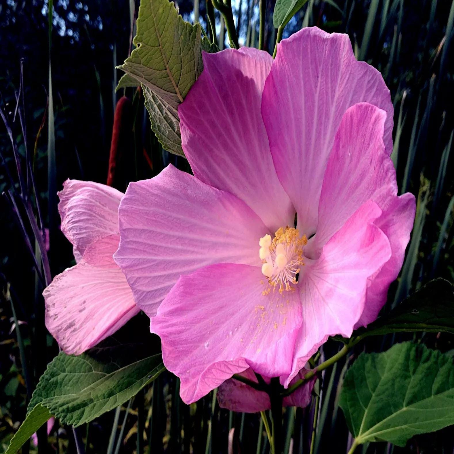 20 Pink Swamp Mallow Rose Seeds large Flower Hardy Hibiscus Fast Garden ...