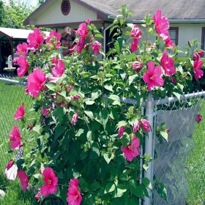 20 Pink Swamp Mallow Rose Seeds large Flower Hardy Hibiscus Fast Garden ...