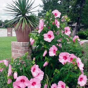 20 Pink Swamp Mallow Rose Seeds large Flower Hardy Hibiscus Fast Garden ...