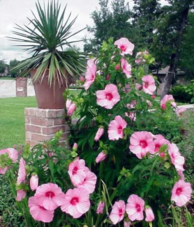 20 Pink Swamp Mallow Rose Seeds large Flower Hardy Hibiscus Fast Garden ...