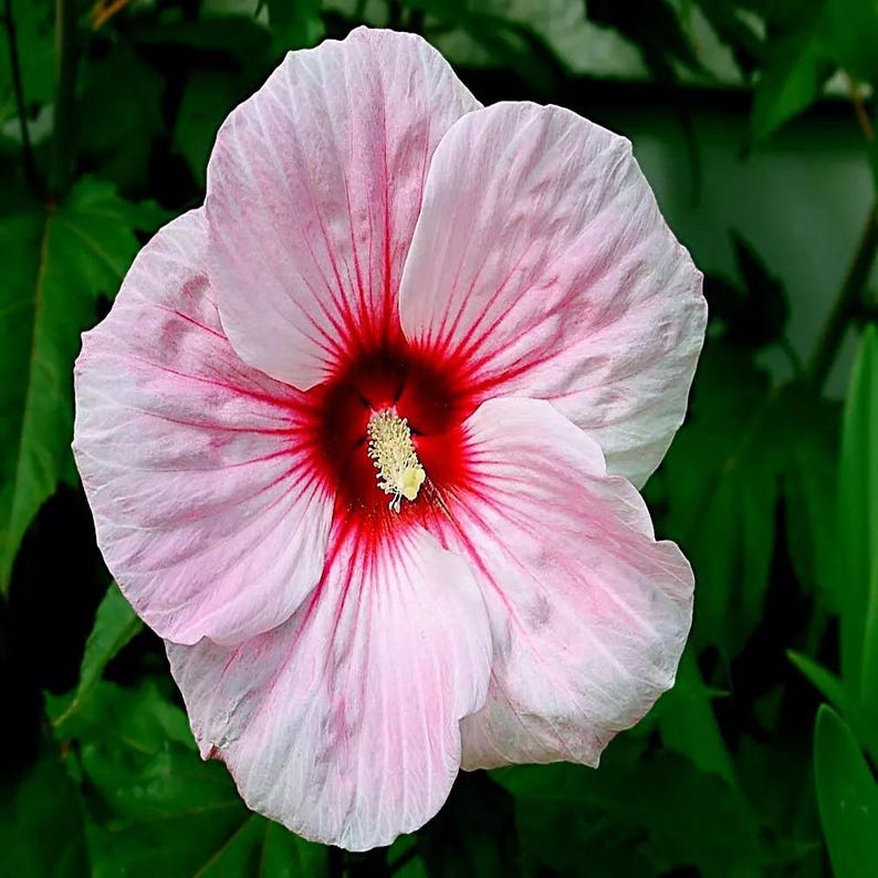 20 Pink Swamp Mallow Rose Seeds large Flower Hardy Hibiscus Fast Garden ...