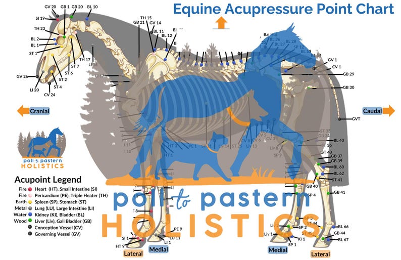 Equine Acupressure Point Chart - Etsy