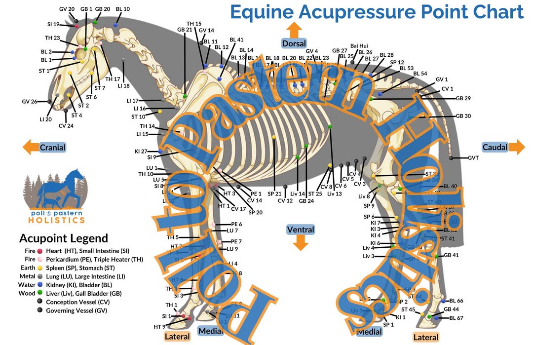 Equine Acupressure Point Chart - Etsy
