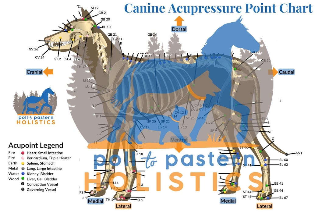 Canine Acupressure Point Chart - Etsy
