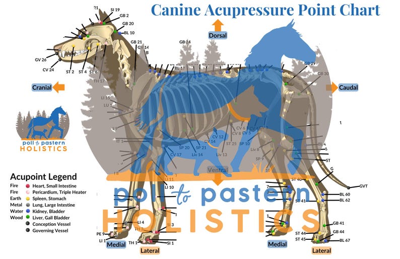 Canine Acupressure Point Chart - Etsy