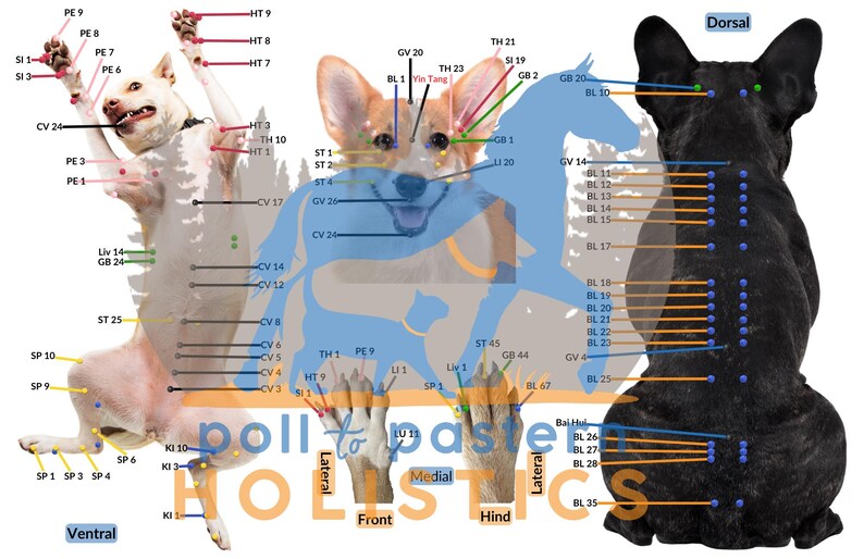 Canine Acupressure Point Chart - Etsy