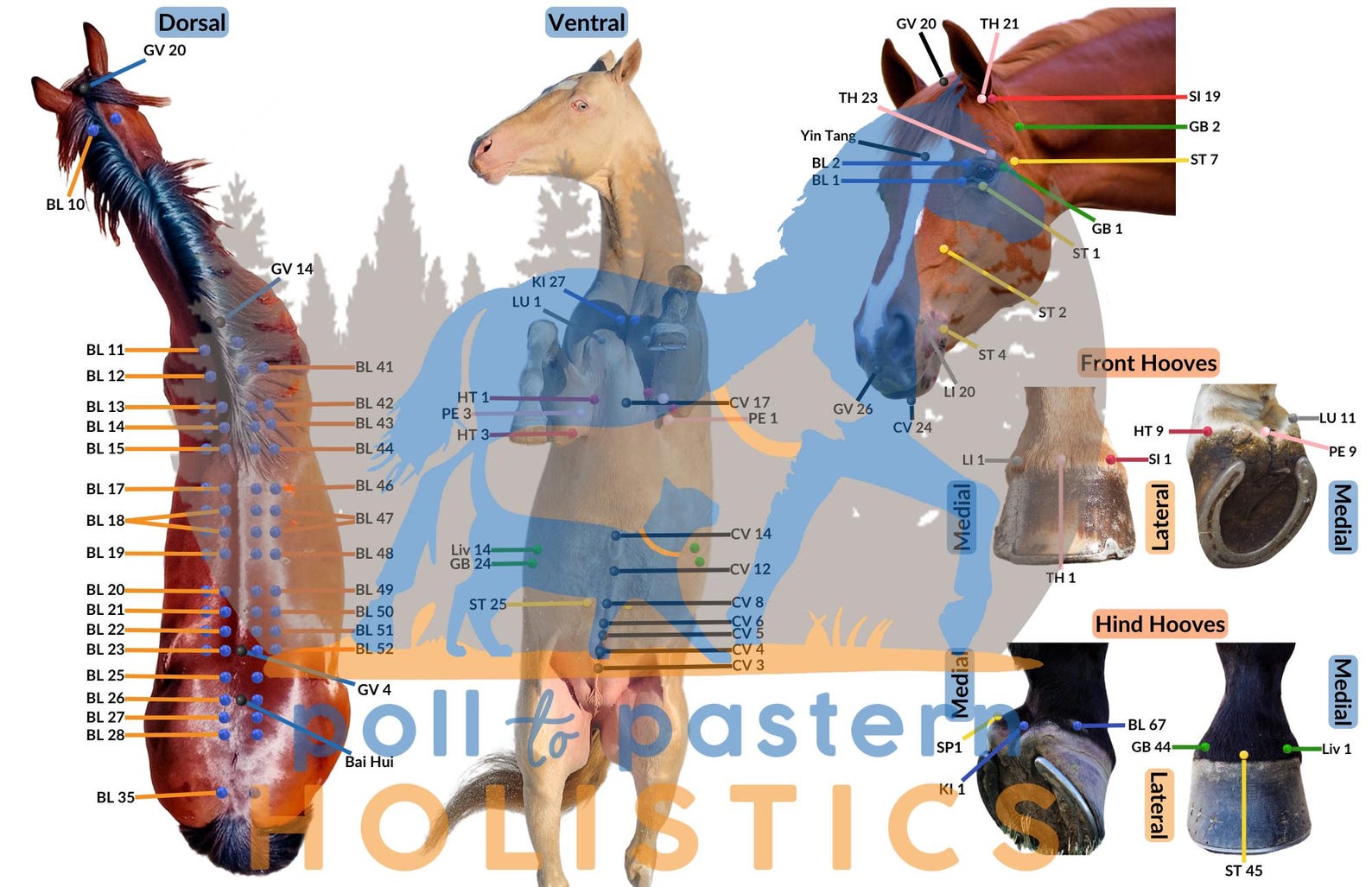 Equine Acupressure Point Chart - Etsy