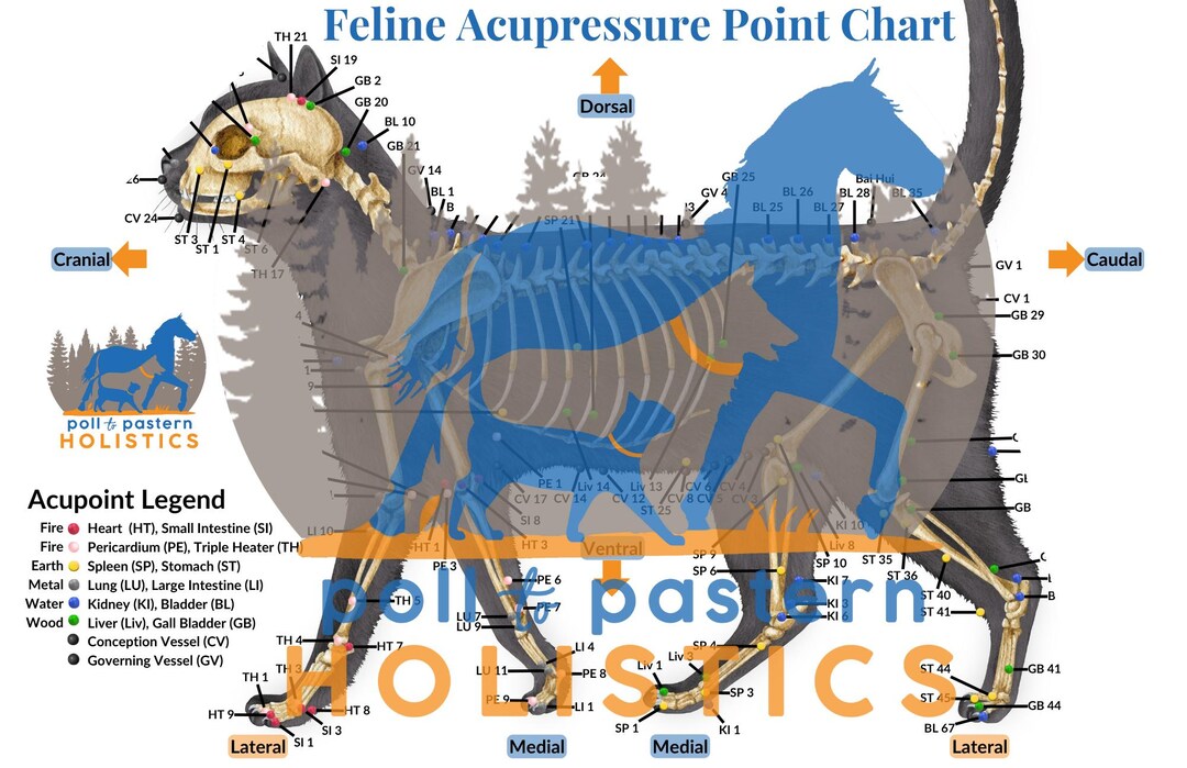 Feline Acupressure Point Chart - Etsy