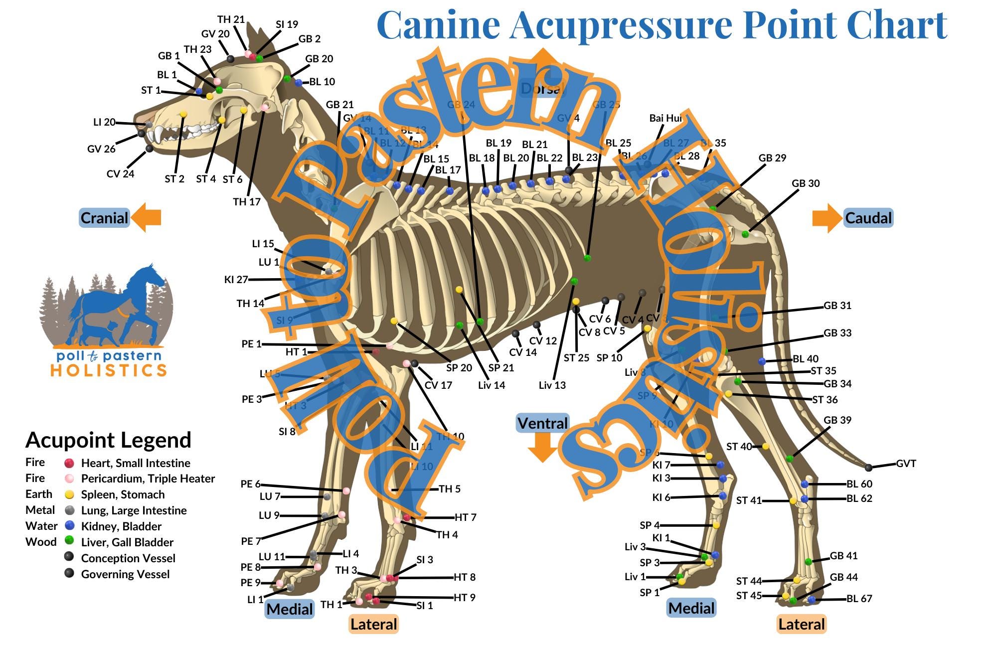 Canine Acupressure Point Chart - Etsy