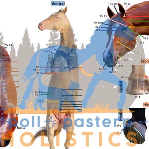 Equine Acupressure Point Chart - Etsy