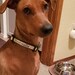 Large Adjustable Dog Collar From Recycled Knoppers Wrappers - Etsy