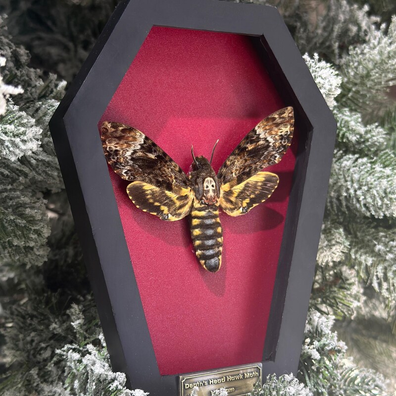 Moth in Frame - Etsy