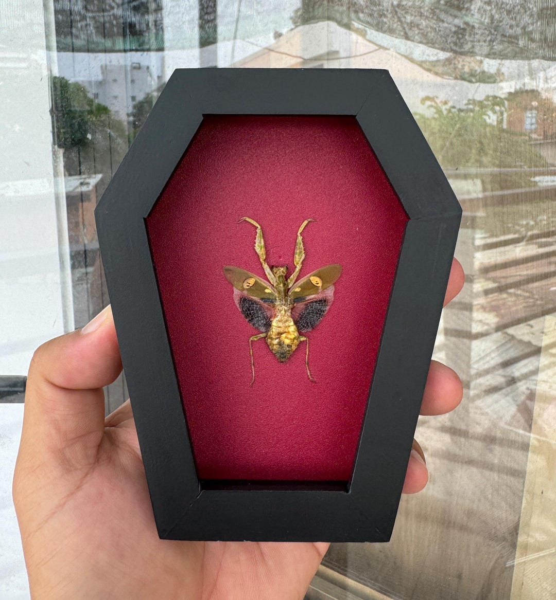 Real Jewel Flower Mantis Coffin Wooden Frame Insect Bug Taxidermy ...