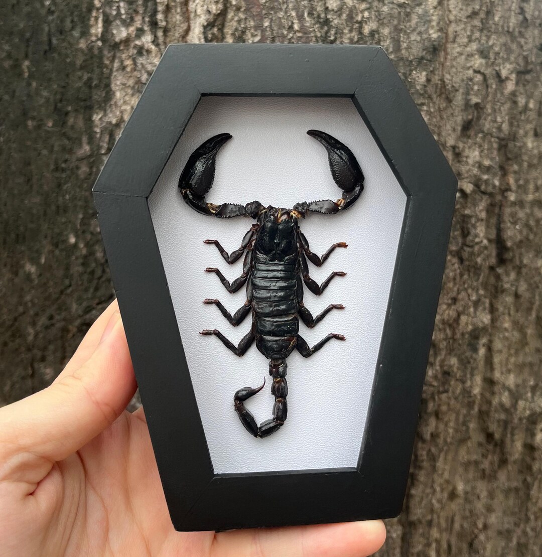 Framed Scorpion Coffin Shadow Box Insect Taxidermy Gothic Odd Home ...