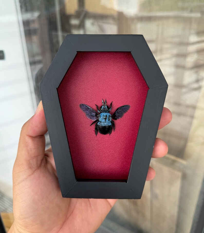 Framed Blue Carpenter Bee Coffin Frame Insect Taxidermy Home Decor ...