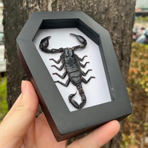 Framed Scorpion Coffin Shadow Box Insect Taxidermy Gothic Odd Home ...