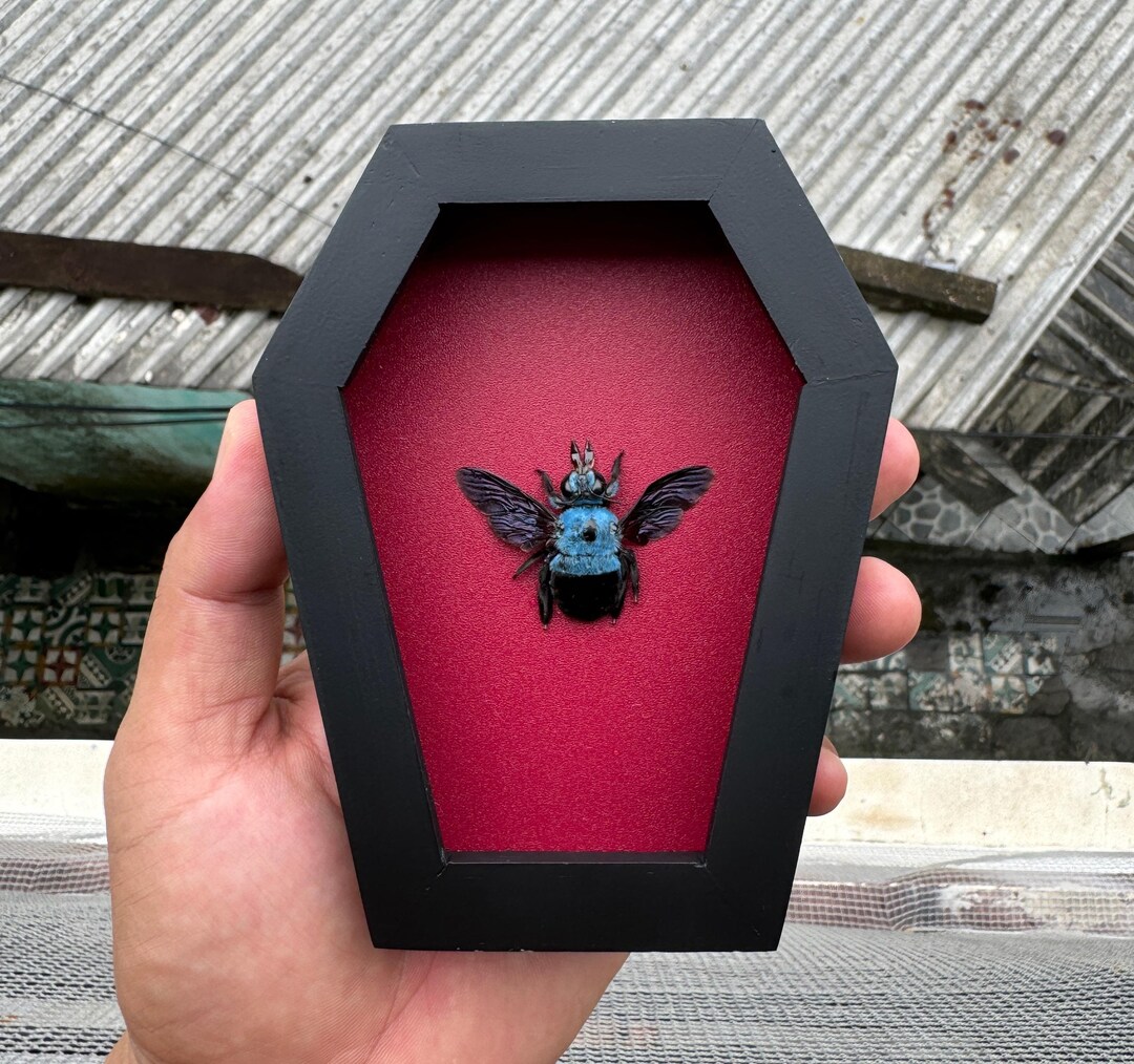 Framed Blue Carpenter Bee Coffin Frame Insect Taxidermy Home Decor ...