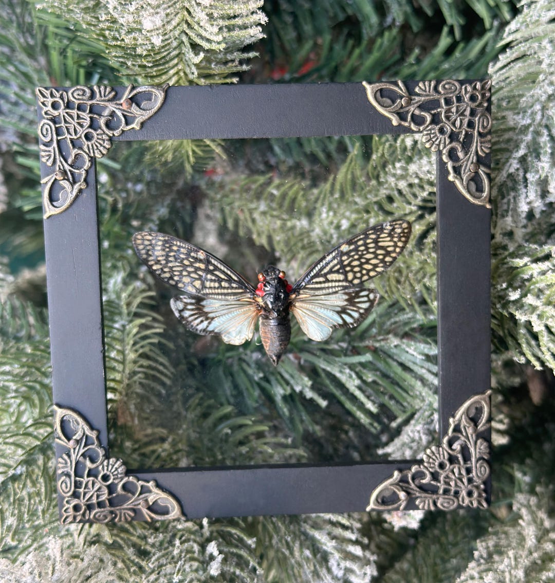 Real Cicada Wooden Frame Butterfly Insect Bug Taxidermy Hanging ...