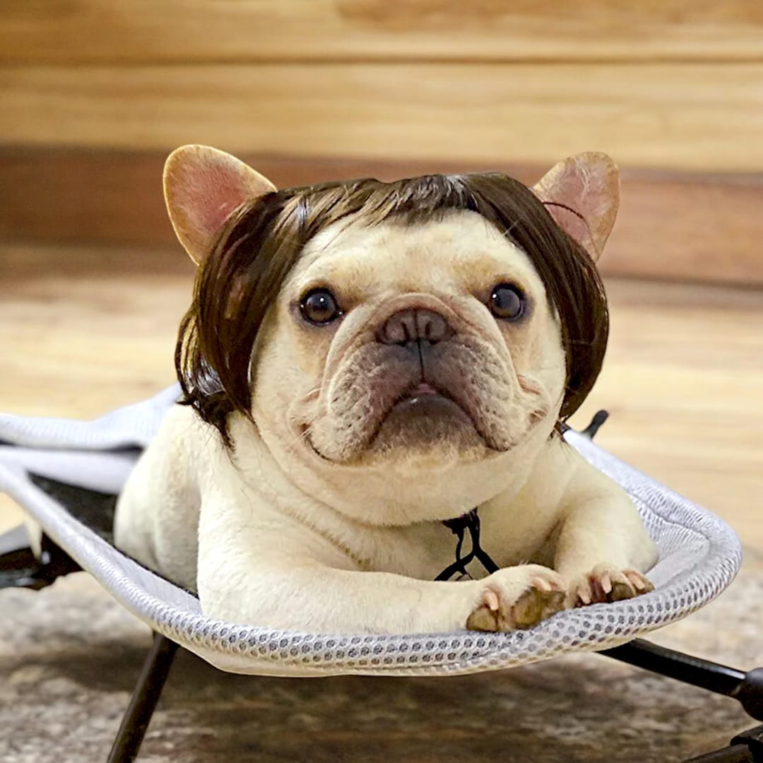 Funny Pet Wigs Dog & Cat Wigs Pet Halloween Costumes Mane Wig Rockstar ...